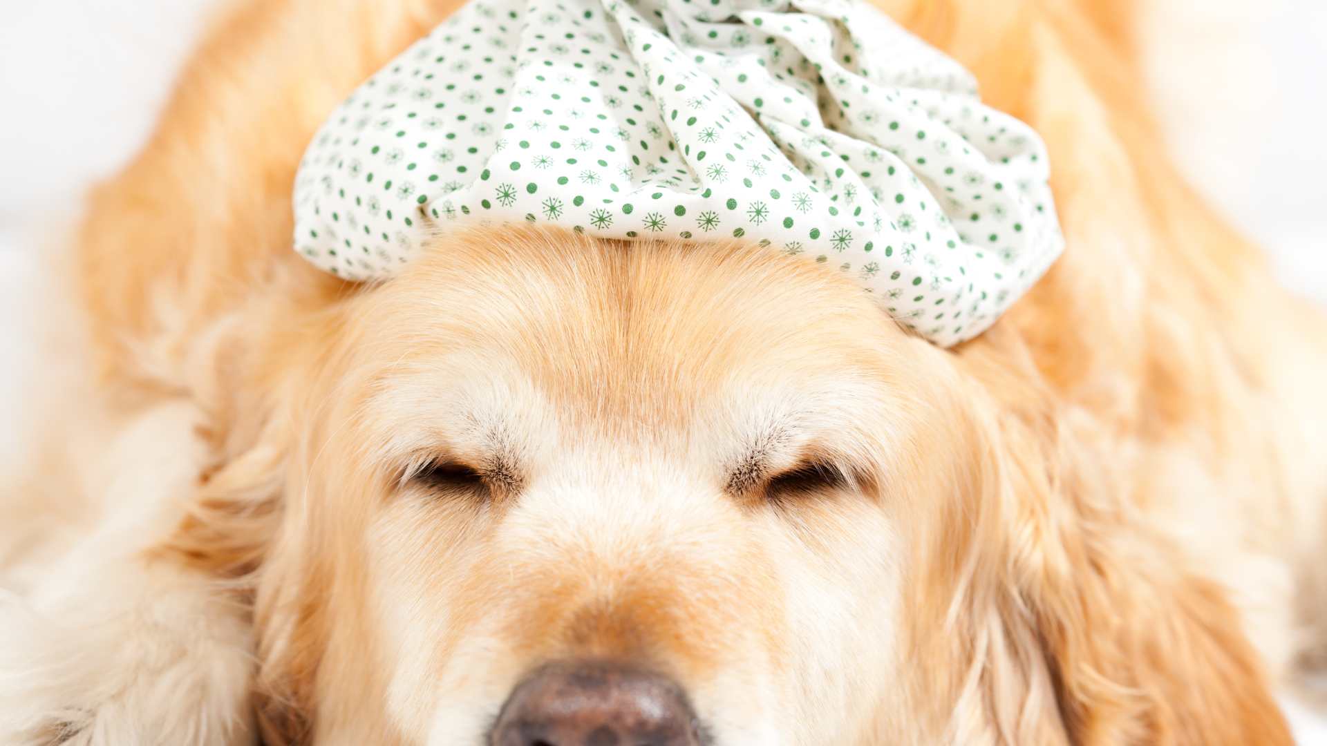 Antibióticos para la Gripe en Perros: Qué Debes Saber | Cacttus